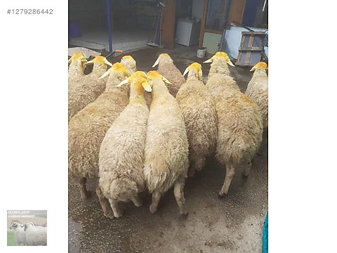 Koyun / KARTAL ENES ADAK AKİKA HEMEN ARAYIN HAFTA İÇİ ÖZEL FİYATLARLA ...