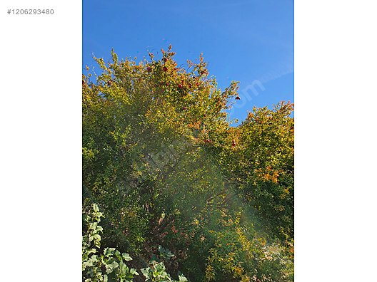 BALIKESİR-ERDEK-NARLI-DENİZ KENARI-VİLLA İMARLI ARSA MÜSTAKİL ...