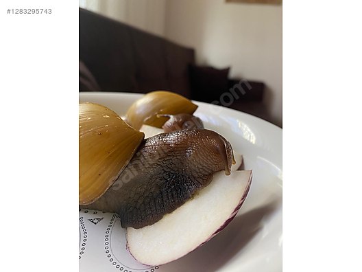 Omurgasızlar / Salyangoz / 2 Adet Yetişkin Dev Afrika Salyangozu sahibinden.comda - 1283295743