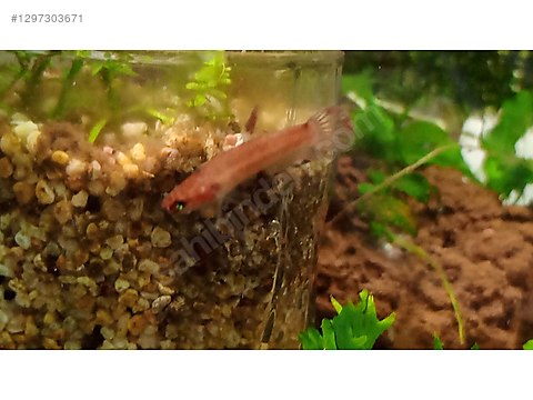 Labirentli Balıklar / Betta / Betta sp. Jade Dişi. jade green betta ...