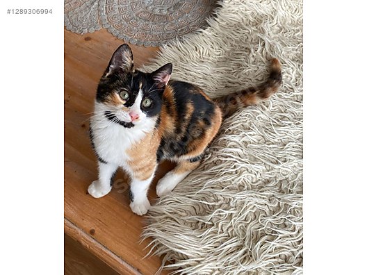 Kedi / Calico / acil yuva aranıyor sahibinden.comda - 1289306994