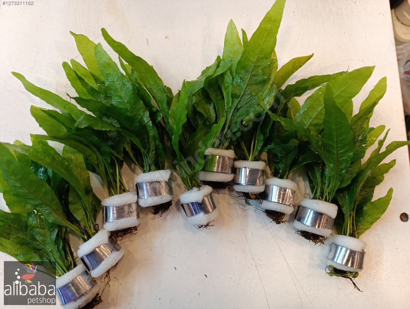 Akvaryum Canlı Bitki - Java fern Microsorum pteropus ALİ BABA AKVARYUM ...