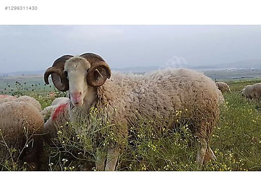 Koç / ADAKLIK AKİKA KURBANLIK HİZMETİ SEYMEN ADAK GÜVENCESİYLE ...