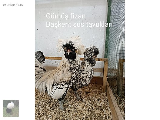 Tavuk / Orjinal süs tavukları kuluçkalık yumurta civciv sahibinden ...
