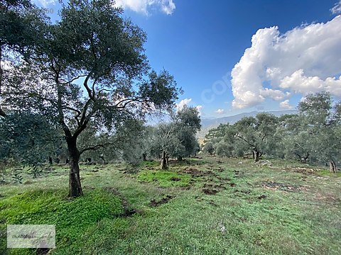 MUSTAFA KAYA ALP'TEN SATILIK ZEYTİNLİK - Satılık Arsa İlanları ...