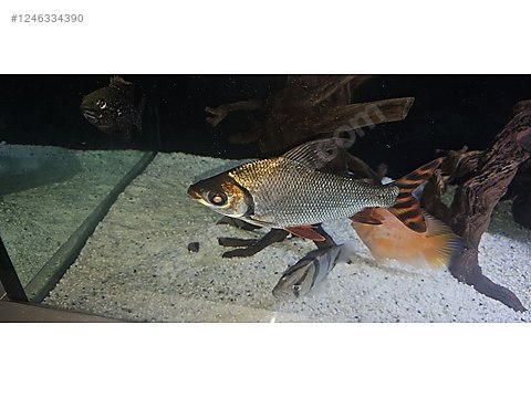 Arowanalar / Asya / Red flag tail sahibinden.comda - 1246334390