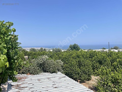 Deniz Manzaralı Yatırımlık Limon Bahçesi - Satılık Arsa İlanları ...