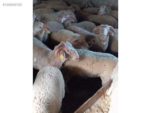 Koç / KURBANLIK KÜÇÜKBAŞ HAYVAN SATIŞ VE KESİM YERİ sahibinden.comda ...