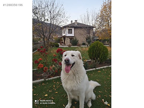 Köpek / Akbaş / Golden Akbaş Melezi Yakışıklı oğlum yuva arıyor ...