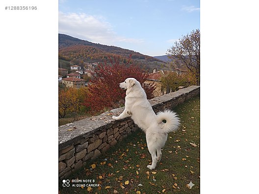 Köpek / Akbaş / Golden Akbaş Melezi Yakışıklı oğlum yuva arıyor ...