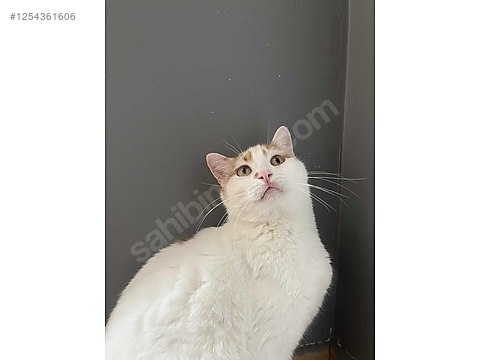 Kedi / Sarman / oğlumuz kevin'a acil yuva sahibinden.comda - 1254361606