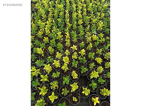 Taflan süs bitkisi sahibinden.comda - 1242362002