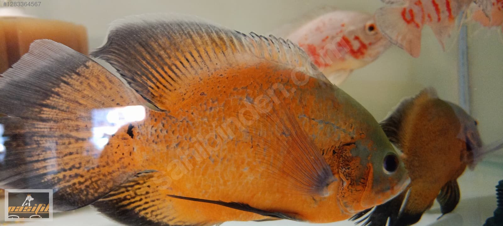 Cichlidler / Astronot / 25 CM DEV İTHAL TÜL ASTRONOTLAR sahibinden.comda - 1283364567