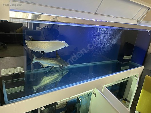 TEMAKS MARKA 2m70/70 CLEAR DEV AKVARYUM sahibinden.comda - 1262366359