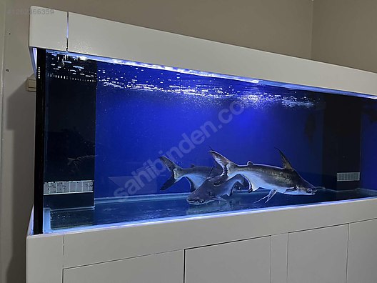 TEMAKS MARKA 2m70/70 CLEAR DEV AKVARYUM sahibinden.comda - 1262366359