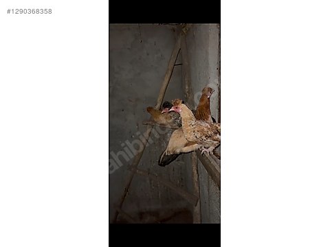 Tavuk / sultan süs tavuğu sahibinden.comda - 1290368358