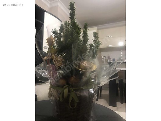 Çam Ağacı - Tüm Ağaç Çeşitleri sahibinden.com'da - 1221369061