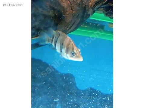 Sazansıgiller / Diğer Türler / Datnoid Sumatra Kaplan Balığı sahibinden.comda - 1241372651