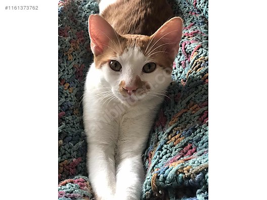 Kedi / Sarman / Pamuk tüylü sarmana güzel bir yuva olmak ister misiniz ...