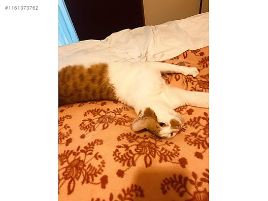 Kedi / Sarman / Pamuk tüylü sarmana güzel bir yuva olmak ister misiniz ...