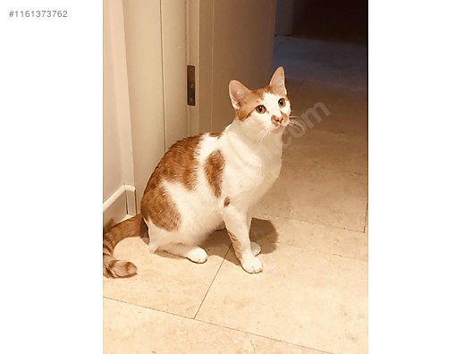 Kedi / Sarman / Pamuk tüylü sarmana güzel bir yuva olmak ister misiniz ...