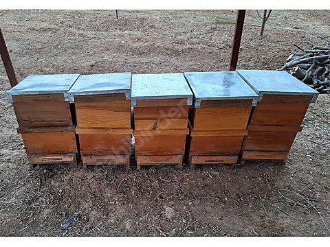 Arı / ARI KOVANI sahibinden.comda - 1236375261