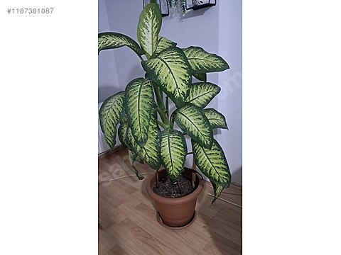 ofis cicegi sahibinden.comda - 1187381087