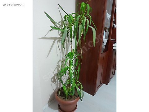 ACIL SATILIK EV VE OFIS CICEGI sahibinden.comda - 1219382276