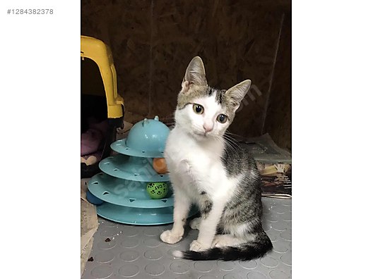 Kedi / Melez / BENJİ, 3,5 aylık yakışıklı, oyuncu, sevecen sahibinden ...