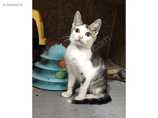 Kedi / Melez / BENJİ, 3,5 aylık yakışıklı, oyuncu, sevecen sahibinden ...