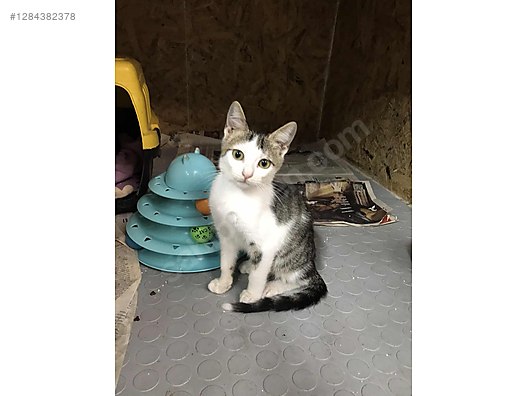 Kedi / Melez / BENJİ, 3,5 aylık yakışıklı, oyuncu, sevecen sahibinden ...