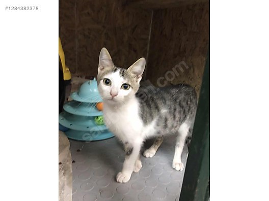 Kedi / Melez / BENJİ, 3,5 aylık yakışıklı, oyuncu, sevecen sahibinden ...