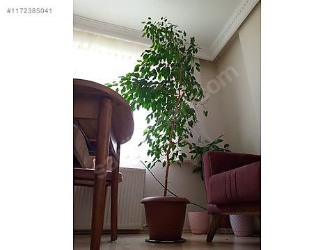 Benjamin bitkisi sahibinden.comda - 1172385041