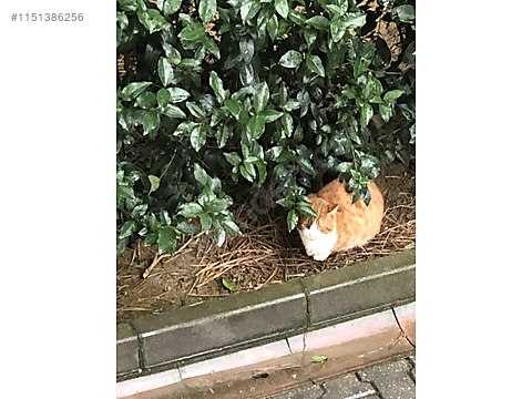 Kedi / Sarman / Sarman erkek 1 yaşında sahibinden.comda - 1151386256