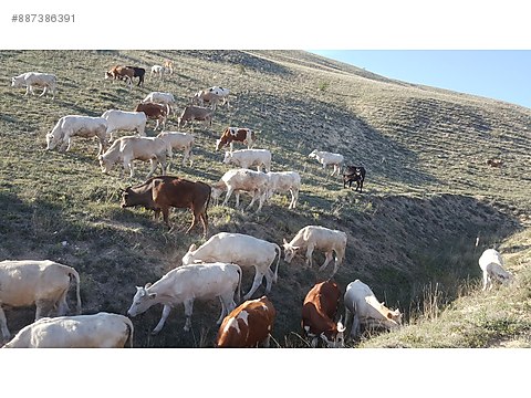 BESİLİ BÜYÜKBAŞ GENÇ İNEK KESİME MUAYYER - Türkiye'nin ücretsiz ilan ...