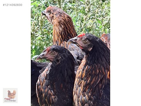 Chickens / ACAR YARKA at sahibinden.com - 1214392830