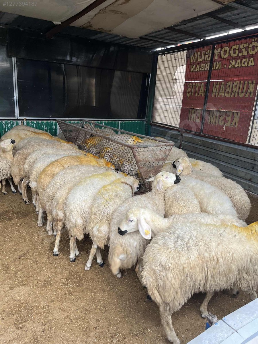 Kuzu / ADAK KURBAN AKİKA SATIŞ VE KESİM MERKEZİ KESİM ÜCRETSİZ ...