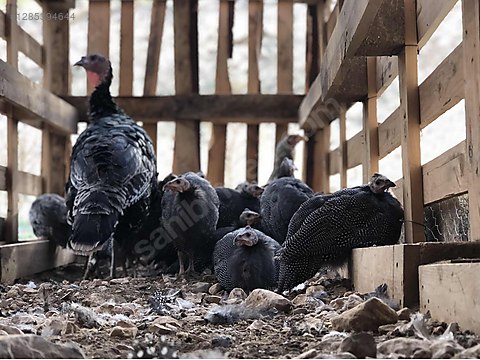 Kaz / İran - Beç Tavuğu sahibinden.comda - 1285394644