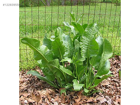 Yaban turp fidesi sahibinden.comda - 1228395557