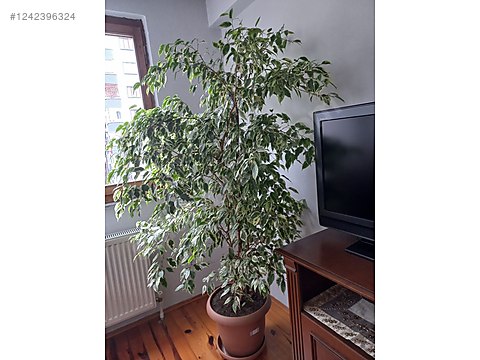 Benjamin Bitkisi sahibinden.comda - 1242396324