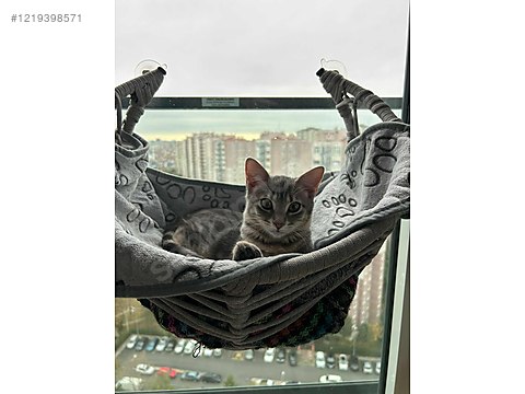 Kedi / Melez / Bengay melezi bebek ÜCRETSİZ sahibinden.comda - 1219398571