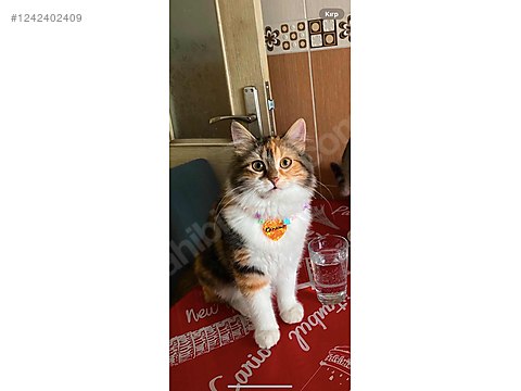 Kedi / Calico / Calico ev kedisi sahiplendirme sahibinden.comda ...