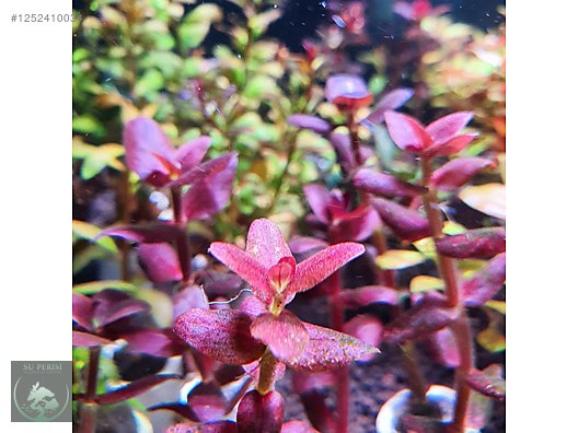 cryptocoryne green gecko Saksı ---Su Perisi'nden--- on sahibinden.com ...