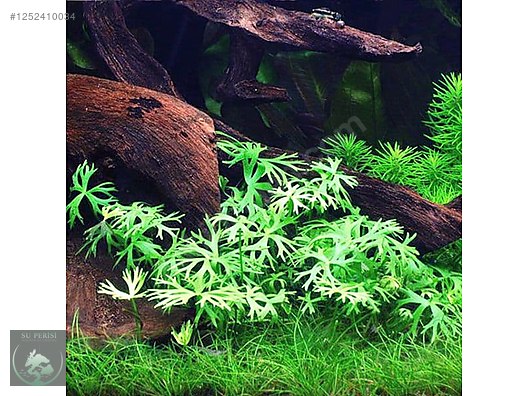 cryptocoryne green gecko Saksı ---Su Perisi'nden--- on sahibinden.com ...