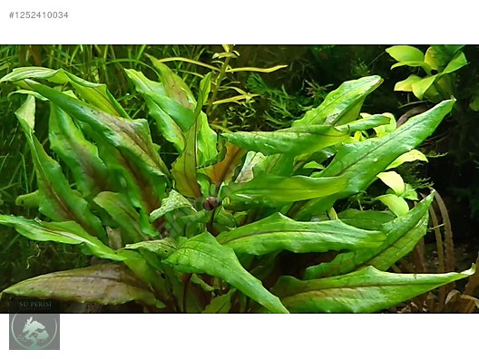 cryptocoryne green gecko Saksı ---Su Perisi'nden--- on sahibinden.com ...