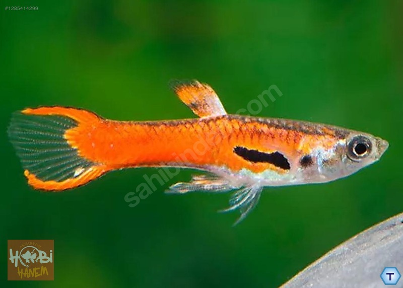 Canlı Doğuranlar / Lepistes / Endler (Red Scarlet) 2-3CM sahibinden ...