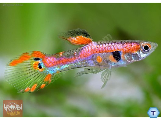 Canlı Doğuranlar / Lepistes / Endler (Calico) 2-3CM sahibinden.comda ...