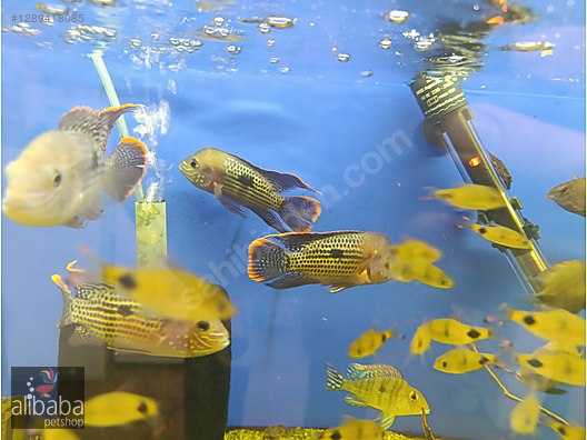 Cichlidler / Green Terror / GREEN TERÖR İTHAL 12 CM ALİ BABA AKVARYUM ...
