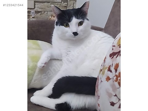 Kedi / Smokin / Mükemmel bir kedi sahibinden.comda - 1233421544