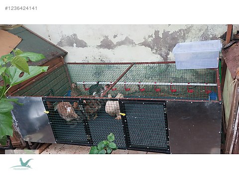 BAHÇE TİPİ TAVUK KAFESİ otomatik yemlik suluklu at sahibinden.com ...